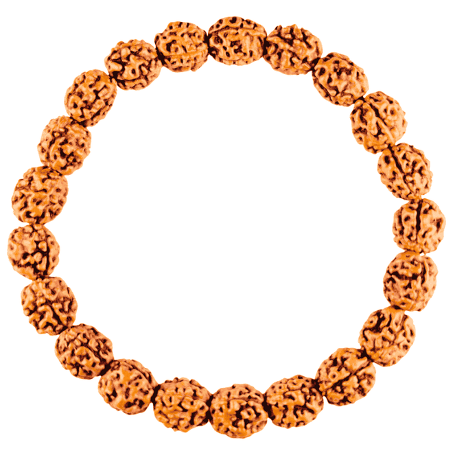 Buy Garbh Gauri Rudraksha – Original Java – Rudraksha Indonesia